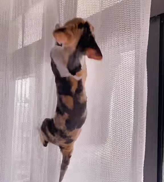 Cat Proof Sheer Curtains | Pet-Friendly | Scratch Proof - Lumos Curtains